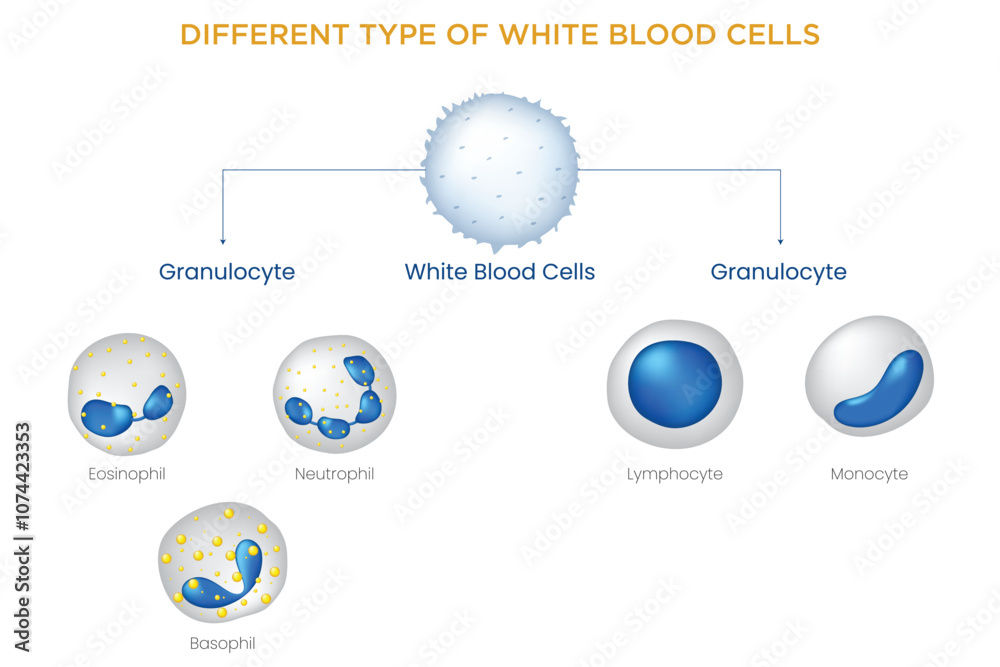 Types of White Blood Cells Neutrophils, Lymphocytes, Monocytes ...