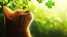 Cat In Clover Free Stock Photo - Public Domain Pictures