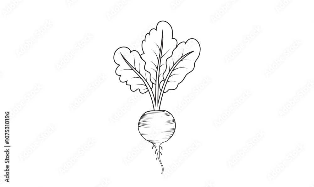Radish vector illustration line art beet vegetable outline icon radish ...