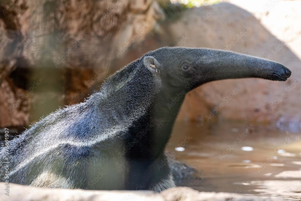 Giant Anteater roaming around its zoo exhibit. It is the largest of its ...