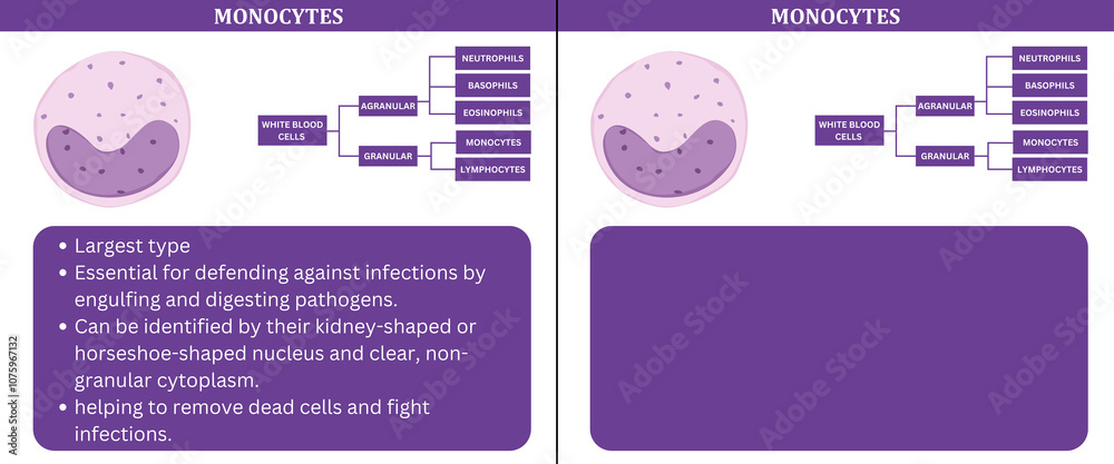 Lymphocyte white blood cells wbc leukocytes science education ...