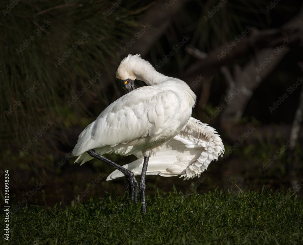 A royal spoonbill, a wading bird with a spoon like beak, stretches its ...