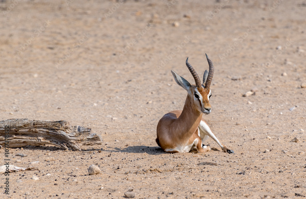 Dorcas gazelle (Gazella dorcas) is a small beautiful antelope, inhabits ...