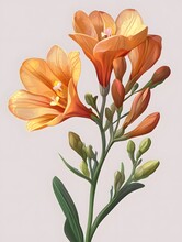 Two Orange Freesia Flowers Free Stock Photo - Public Domain Pictures