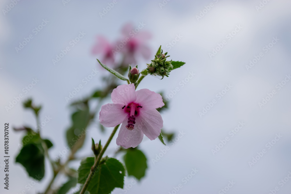 Ants Gathering Nectar from Caesar Weed and Hibiscus Burr and Nature's ...