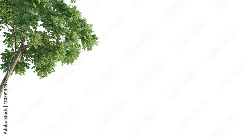 Chukrasia tabularis tree corner 4k png cutout isolate Stock Photo ...