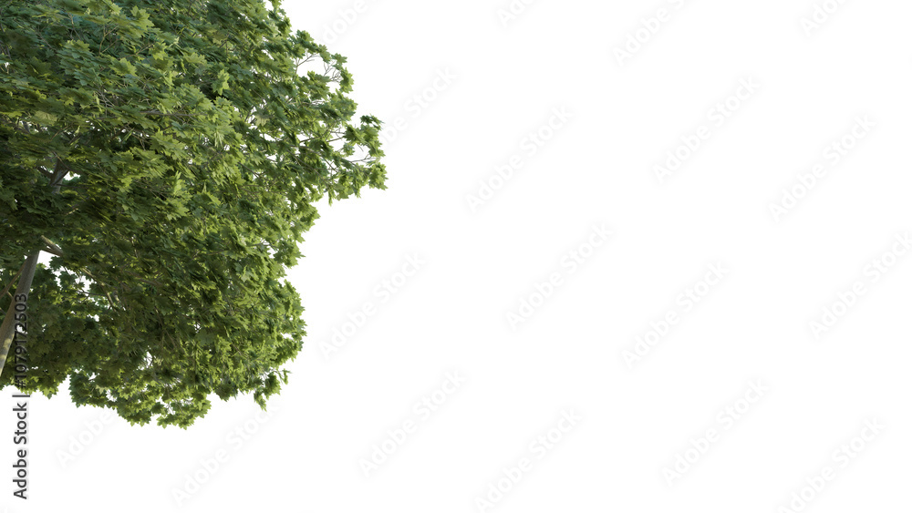 Acer campestre tree corner 4k png cutout isolate Stock Photo | Adobe Stock