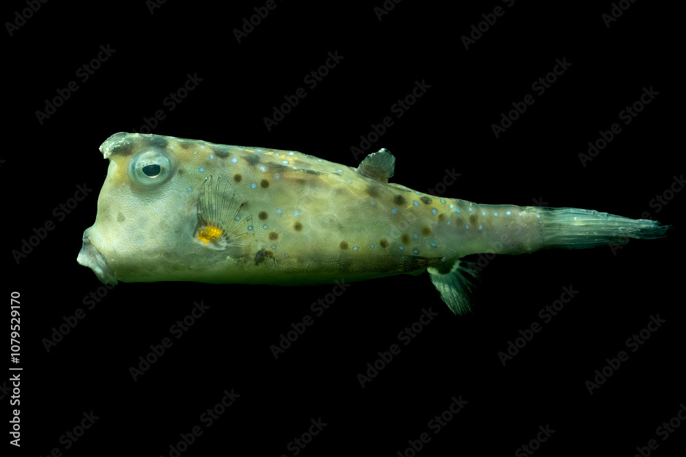 Longhorn Cowfish (Lactoria cornuta) isolated on black. A marine species ...
