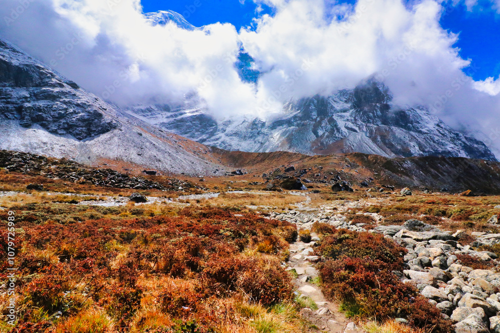 Stock-Foto „Alpine shrubs are the only vegetation at altitude of 4800 ...