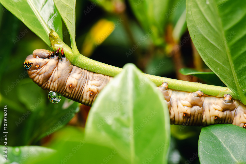Caterpillars are the larval stage of butterflies and moths. They are ...