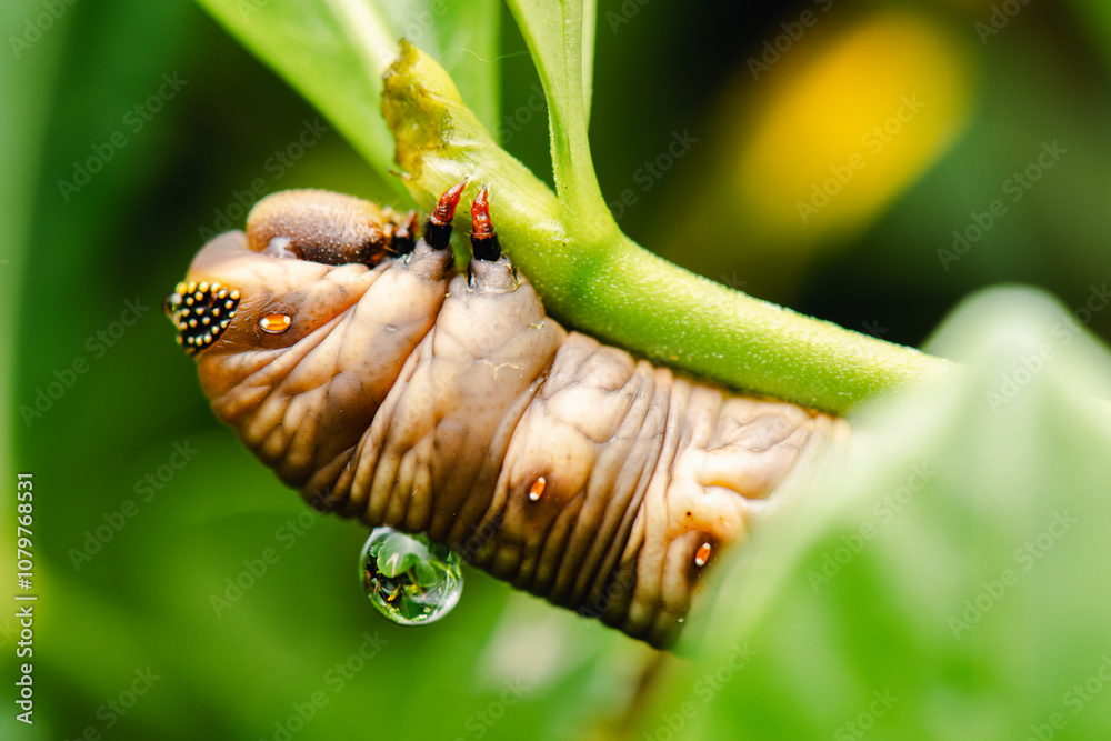 Caterpillars are the larval stage of butterflies and moths. They are ...
