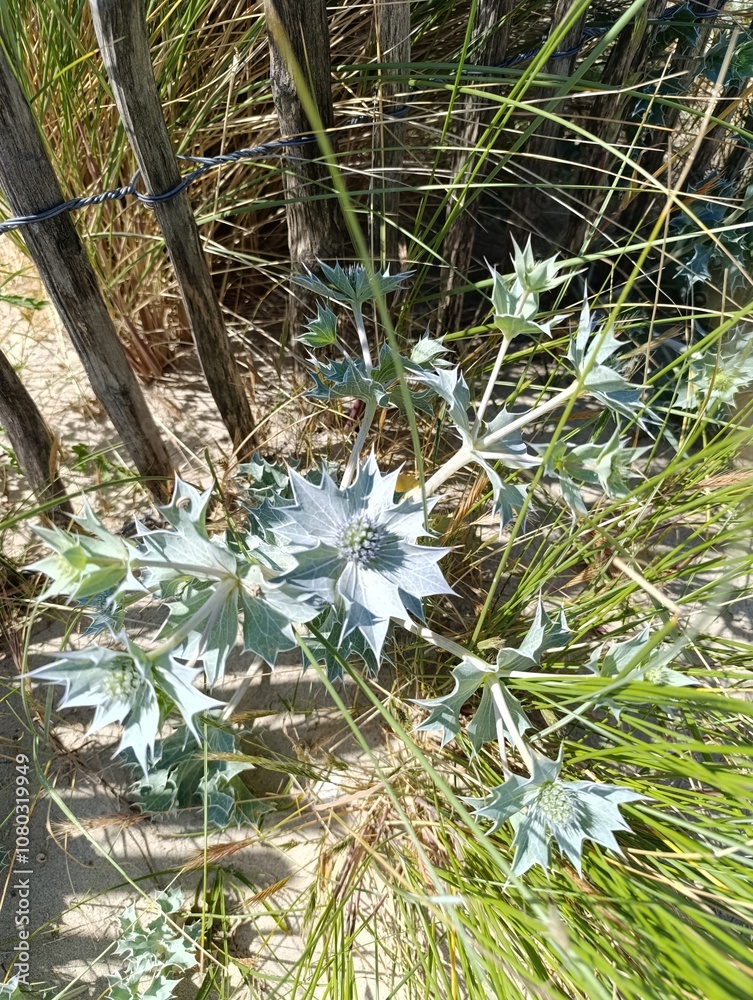 Eryngium Maritimum - Sea-holly - Panicaut maritime, Chardon bleu des ...