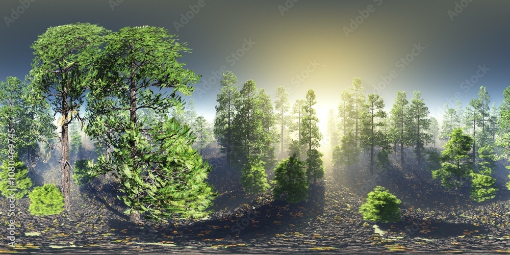 Trees in the fog. Environment map. HDRI map. equidistant projection ...