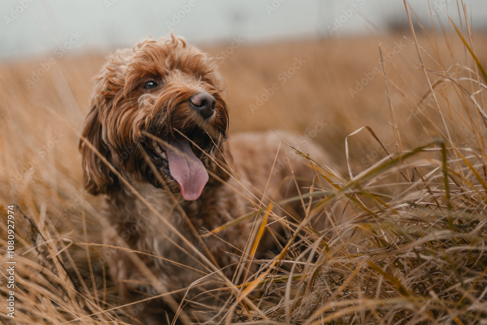 My Cockapoo dog named Peanut, living his best life running along the ...