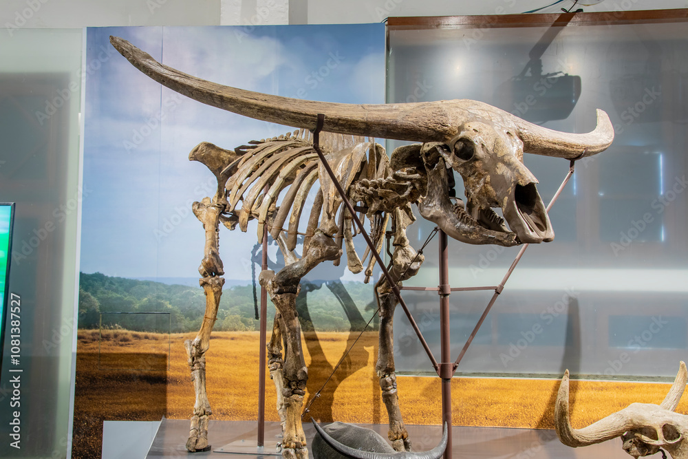 Bandung Indonesia 2nd Nov 2024: the fossil of long-horned Javan water ...