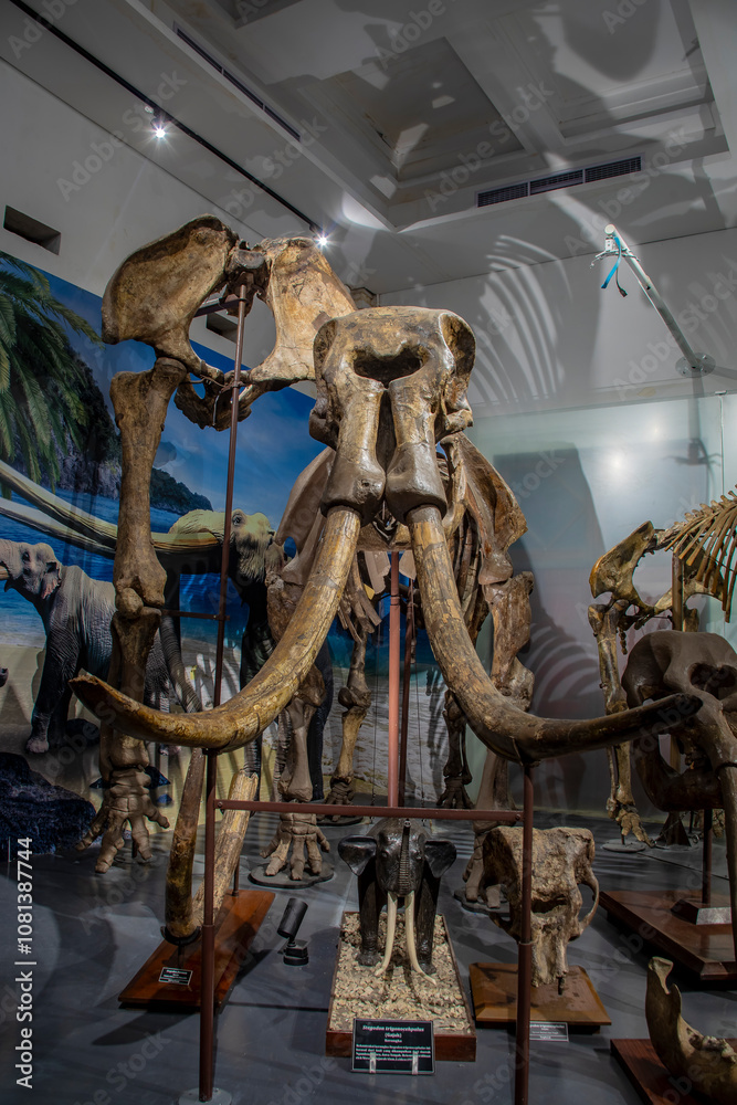 Bandung Indonesia 2nd Nov 2024: the fossil of Stegodon trigonocephalus ...