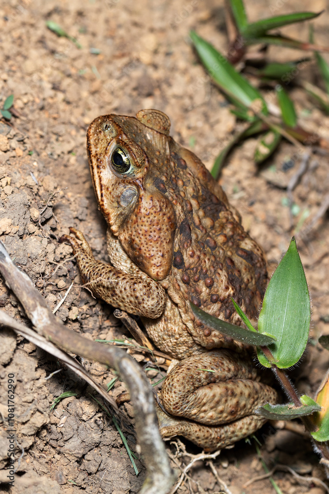 Rhinella horribilis, giant toad frog, located in Mesoamerica and north ...