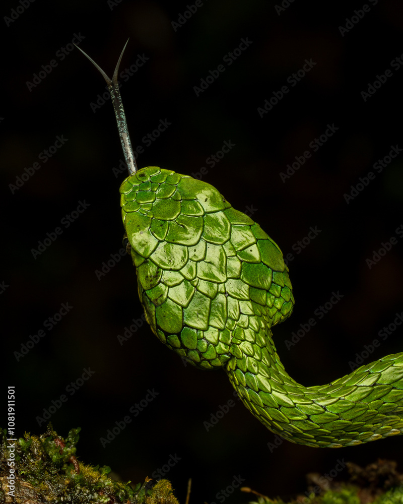 Large-scaled pit viper ( Craspedocephalus macrolepis ) is a venomous ...