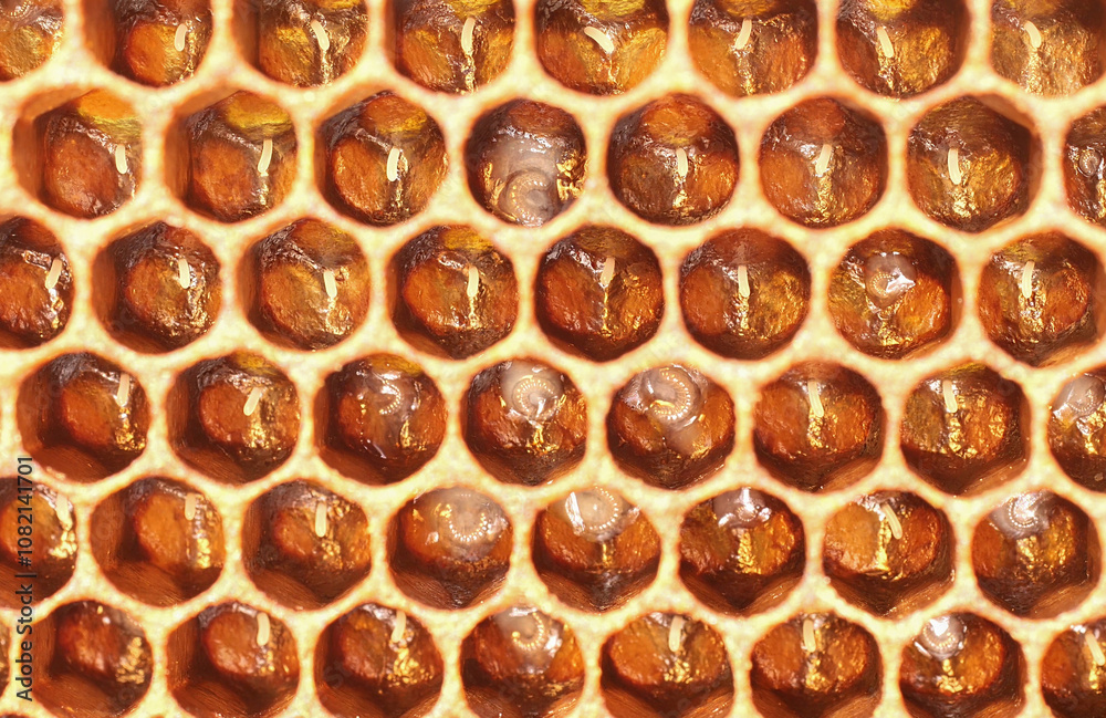 Eggs and larvae of future honey bees. These are two successive phases ...