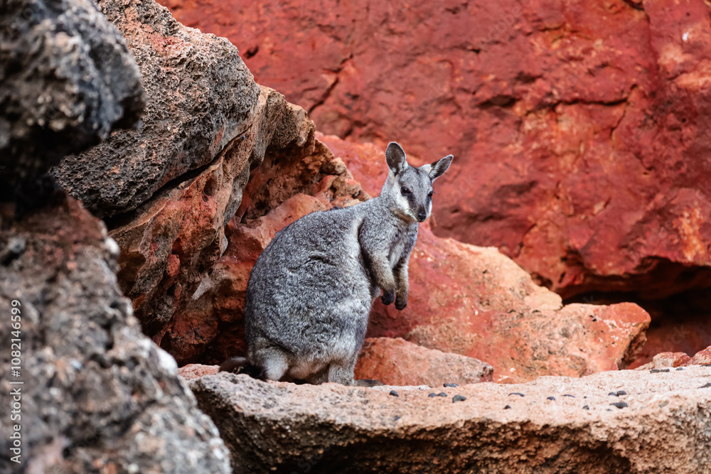 Foto de Stock Cute picture of a black footed wallaby sitting on top of ...