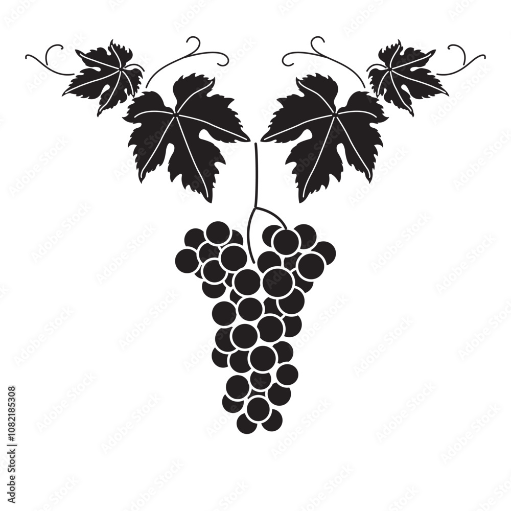 Bunch of grapes. Vine. Vector drawing on white or transparent ...