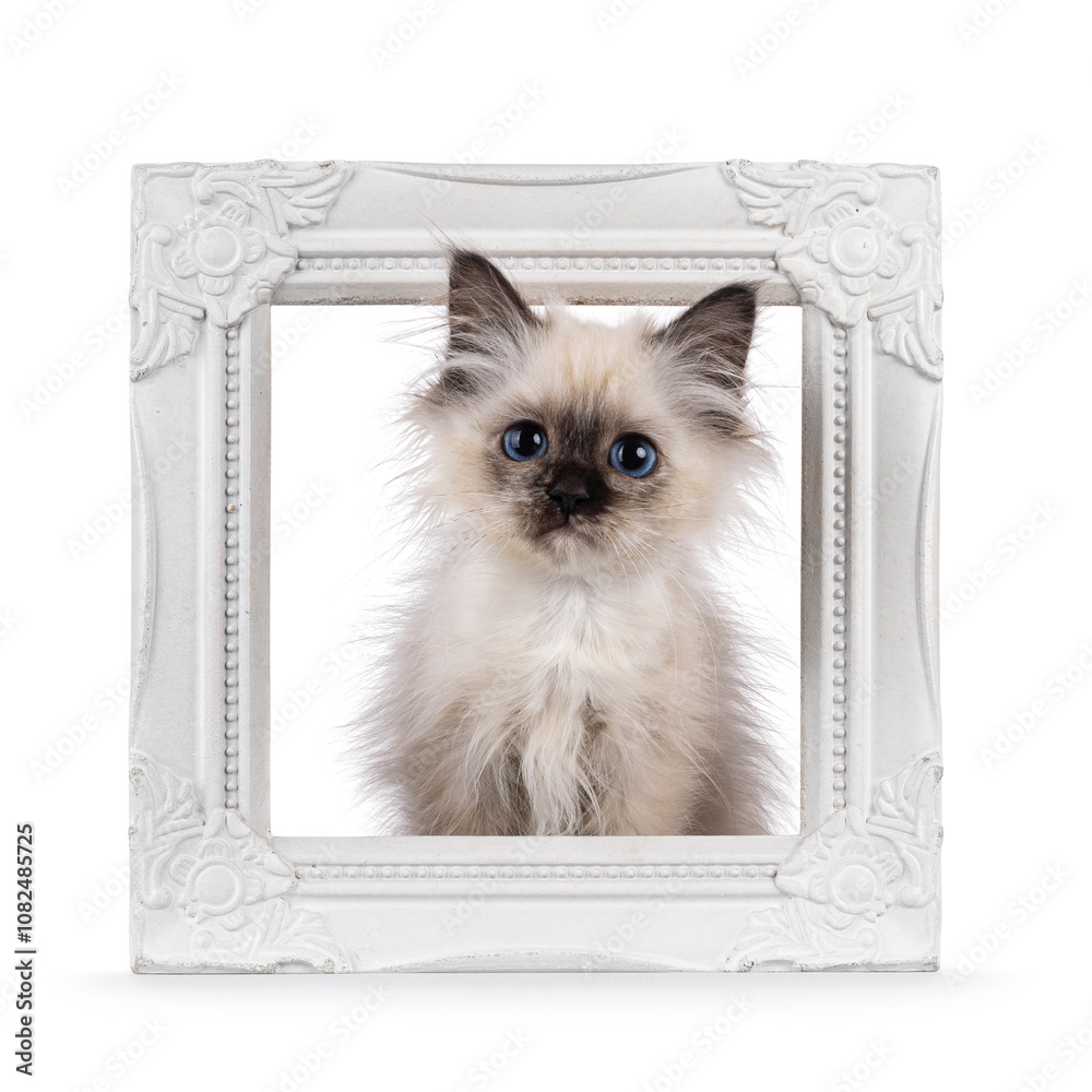 Adorable Sacred Birman cat kitten, witth funny out of bed look, sitting ...