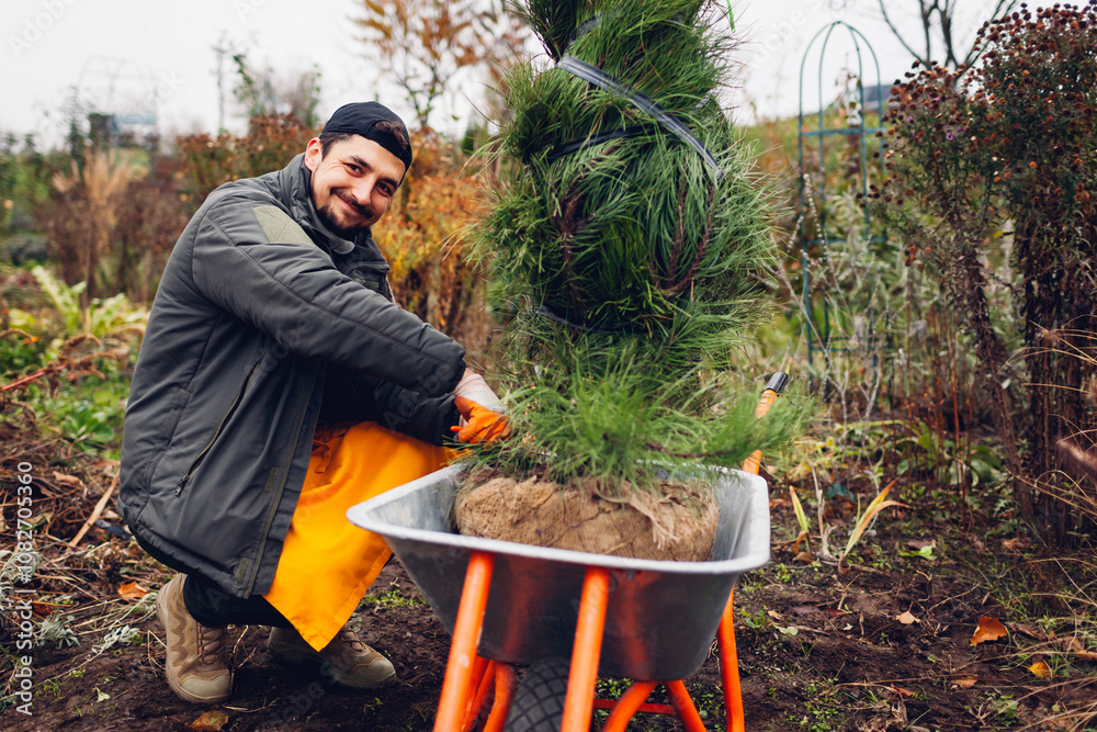 Happy gardener planting pine tree in autumnal garden using wheelbarrow ...