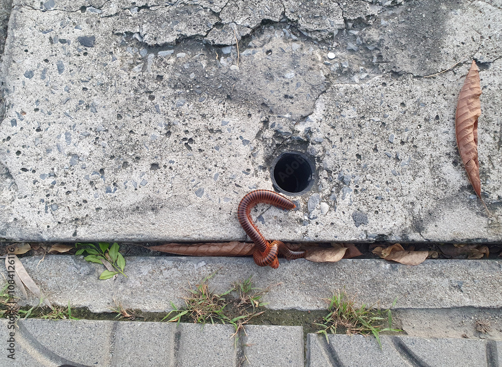 Closeup of Two millipedes are mating, hugging on the concrete slab ...