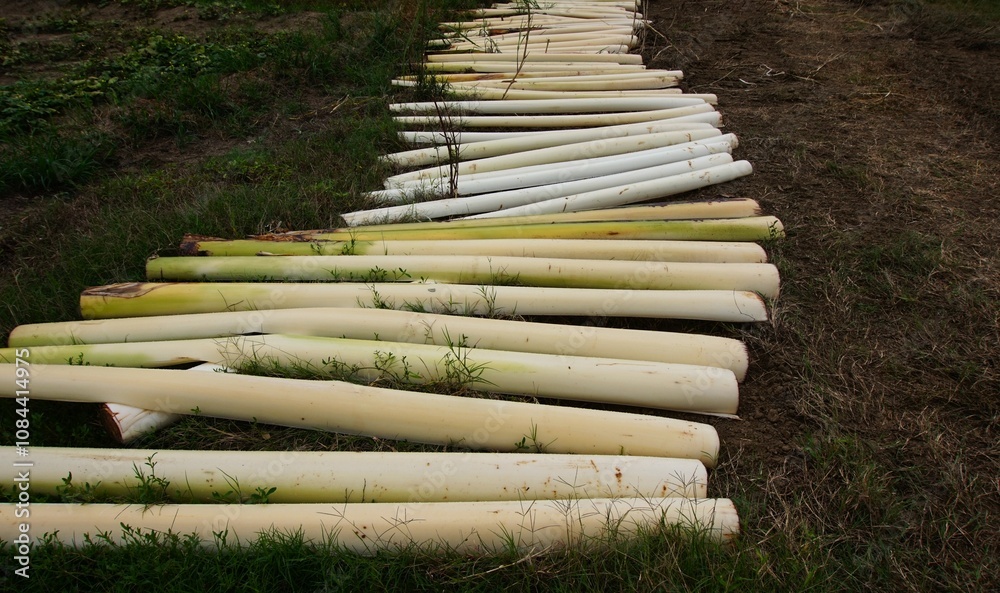 banana stem, photo of banana stem dried in the sun so it can be used to ...