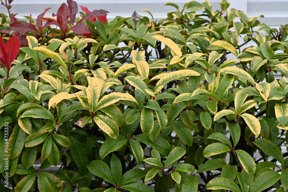 Photinia glabra (Japanese photinia) hedge. Rosaceae evergreen shrub. It ...