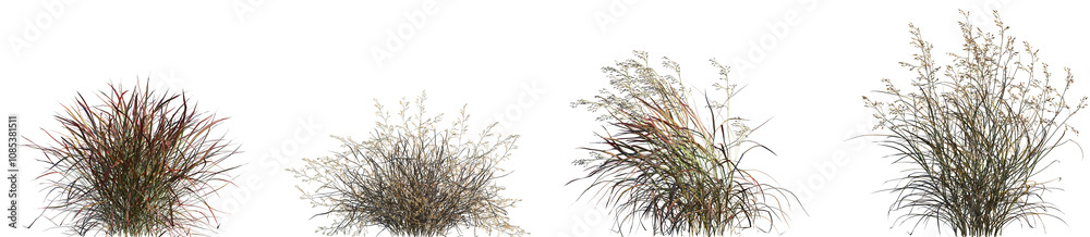 Set of Panicum virgatum (commonly known as switchgrass) isolated ...
