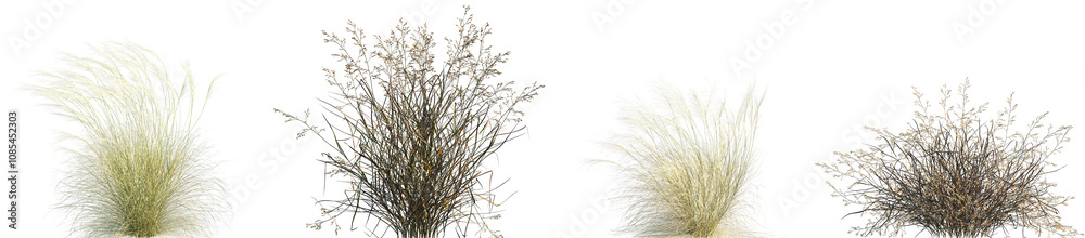 Set of Stipa capillata and Panicum virgatum (commonly known as ...