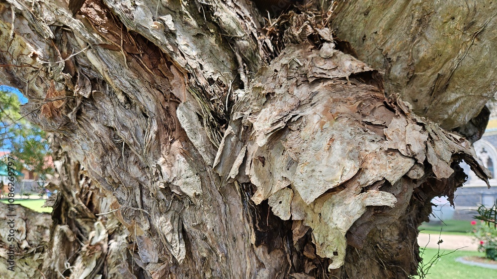 Close-up of an Australian paperbark tree's textured bark, displaying ...
