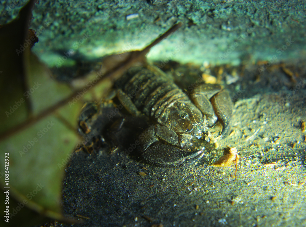 Scorpions have deadly poison. Some of the deadliest types of scorpions ...