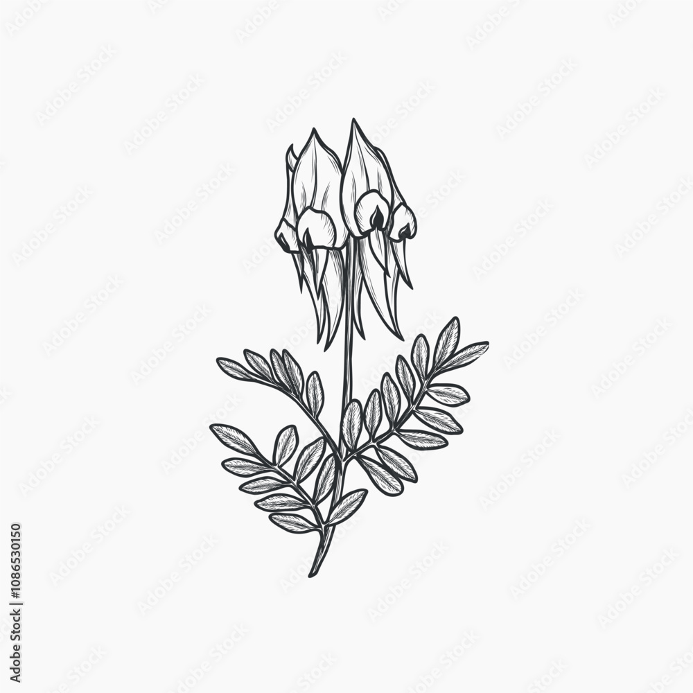 Hand drawn Sturt's desert pea flower illustration. Australian native ...