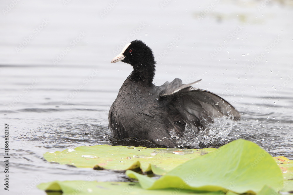 Foto de Stock Eurasian coot (Fulica atra), also known as the common ...
