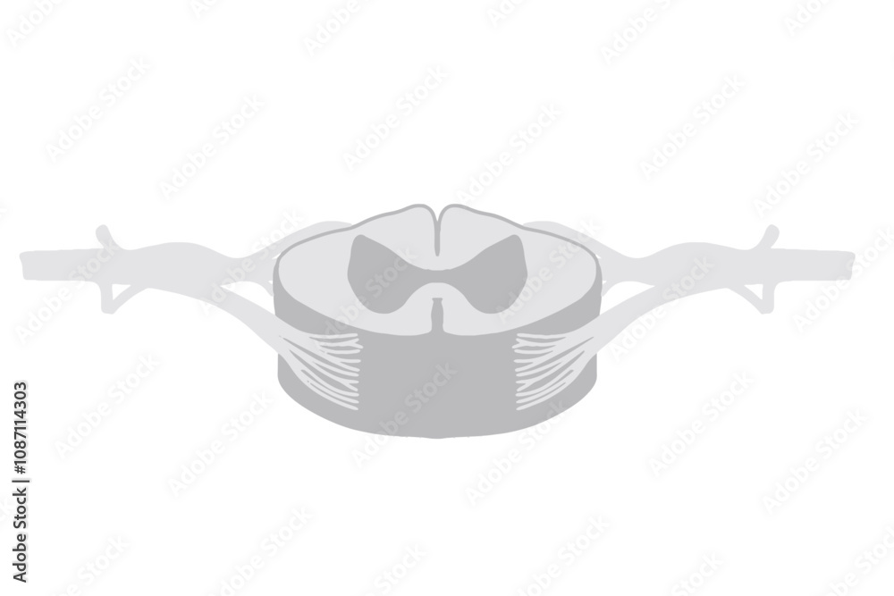 Vector of a diagram showing a cross-section of the spinal cord Stock ...