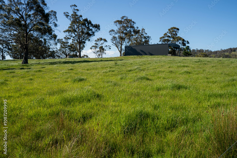 pasture and grasses growing on a regenerative agricultural farm. native ...