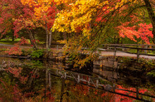 Foot Bridge And Autumn Trees Free Stock Photo - Public Domain Pictures