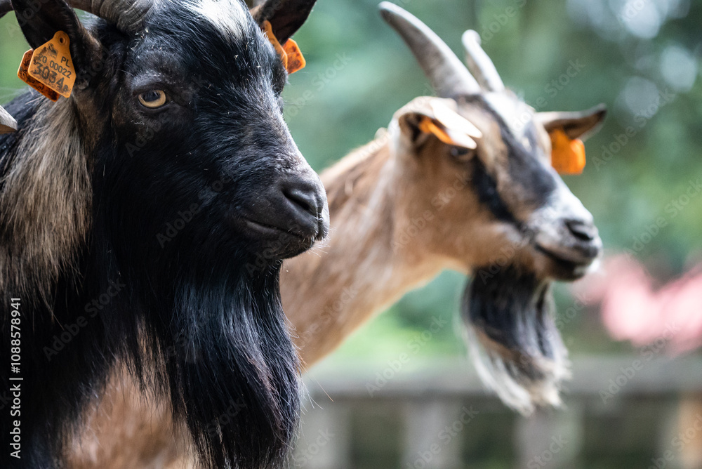Portrait of a goat in a zoo. Goats stand in a zoo and look at the ...