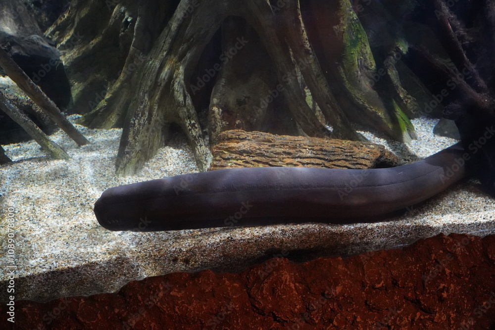 The Electric Eel (Electrophorus electricus) is a fascinating and unique ...