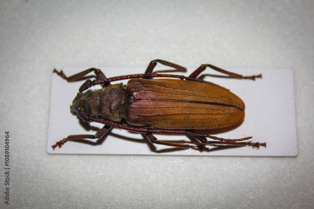 Beetle bug Coleoptera on pin, entomological collection european ...