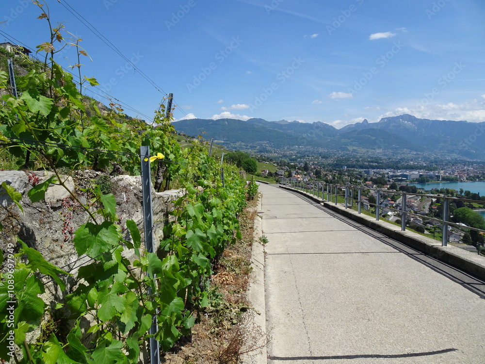 road in the wine growing region of Vaud in Switzerland, between ...