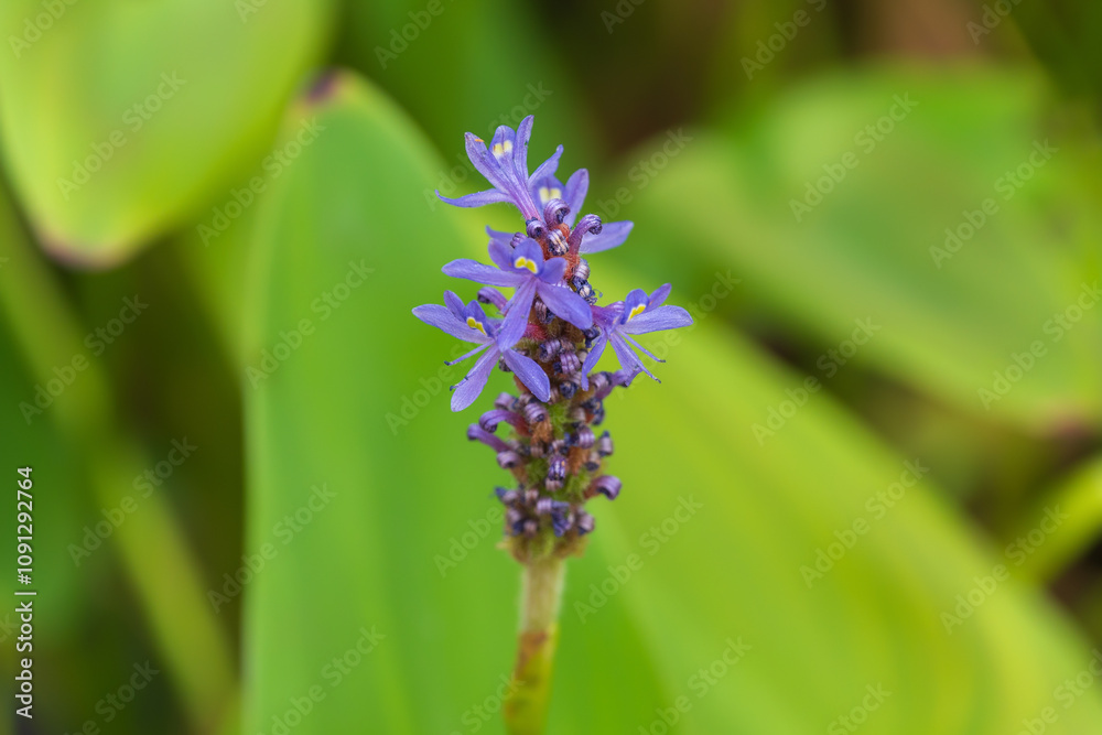 Beautiful blue flowers of Pontederia cordata. pickerelweed, pickerel ...