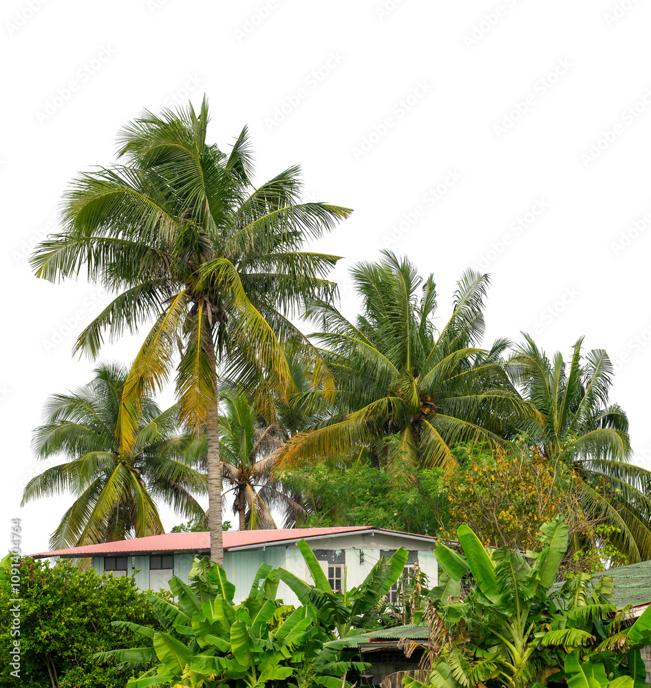 Coconut palm trees in summer on transparent background with clipping ...