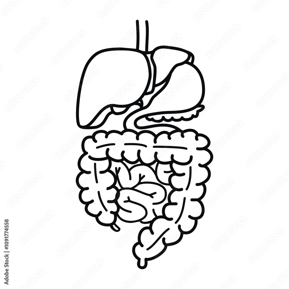Graphic vector illustration of human digestive system. Liver ...