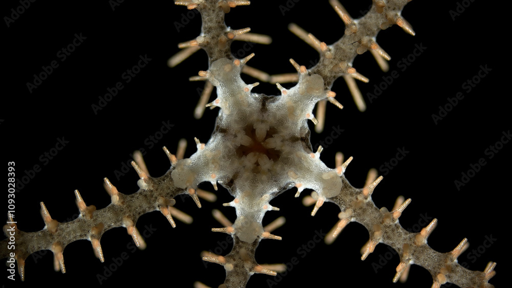 Ophiura under a microscope, class Ophiuroidea, similar to Asteroidea ...