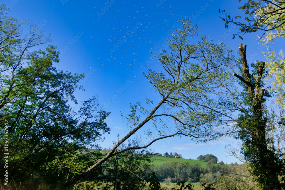 Acacia tree cut down by a tree surgeon and falling through the sky with ...