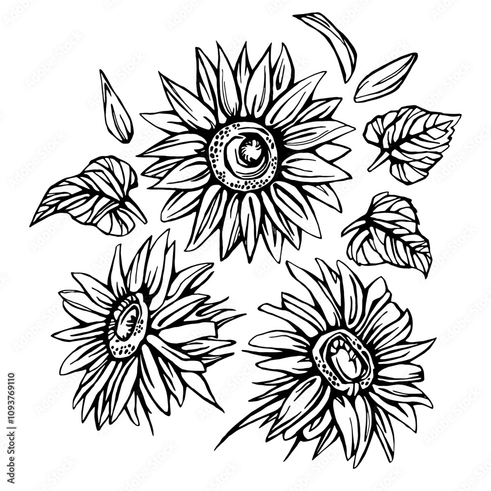 Sunflowers Line Art, Fine Line Sunflower Bouquets Hand Drawn ...