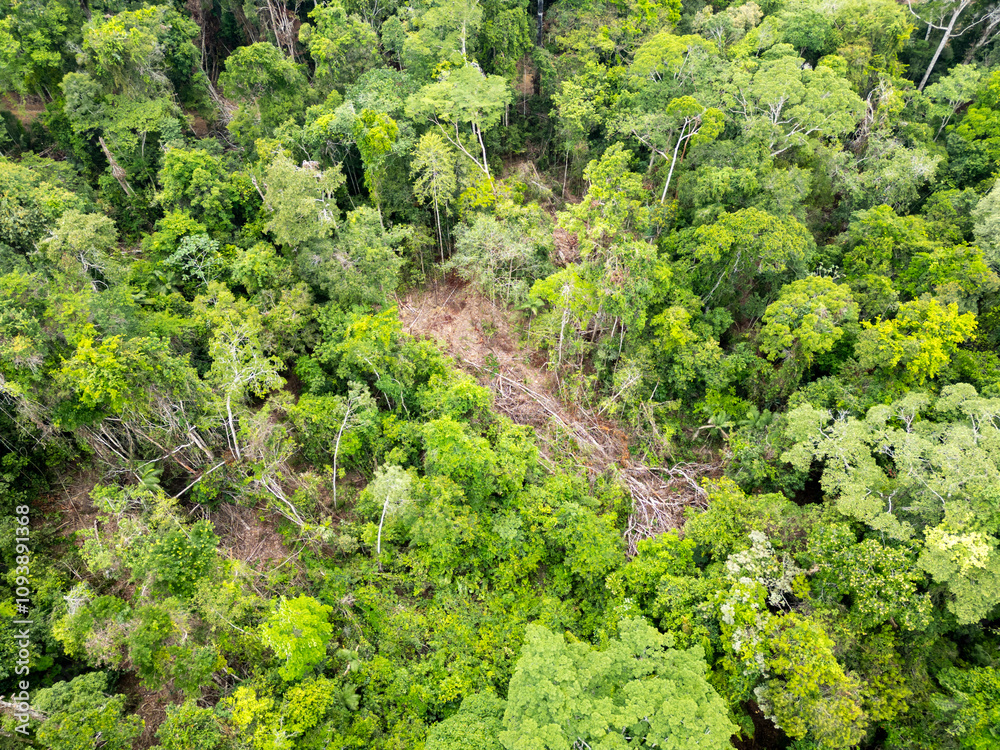 Aerial view showing an area of brazilian Amazon rainforest with signs ...